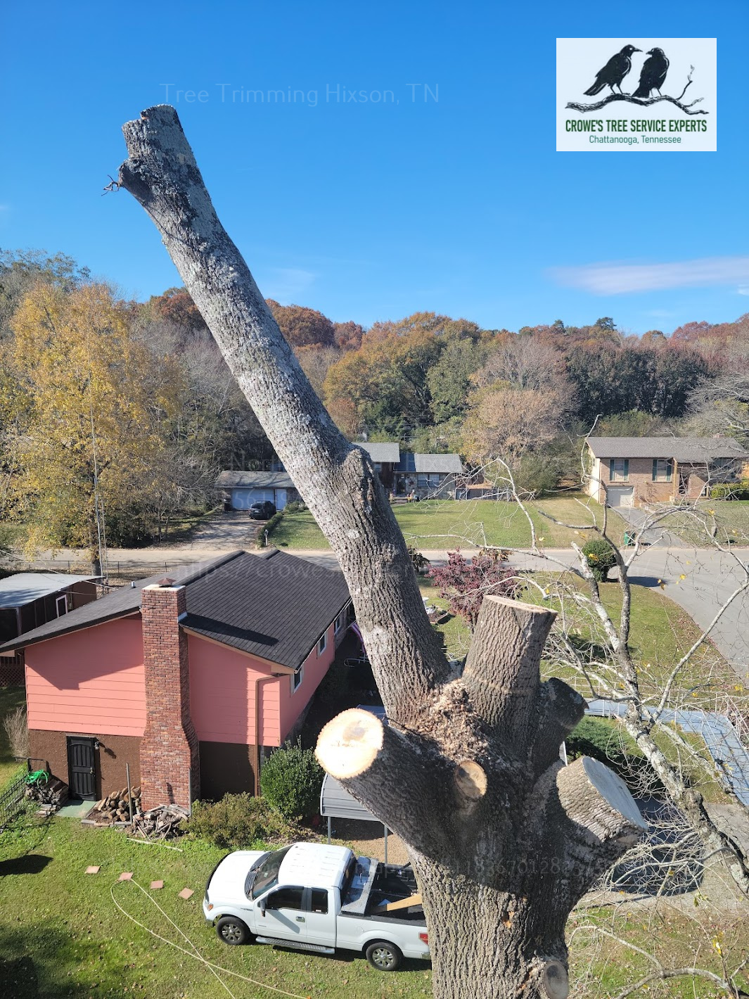 How To Trim Trees To Promote Healthy Growth In Hixson | Crowe's Tree ...