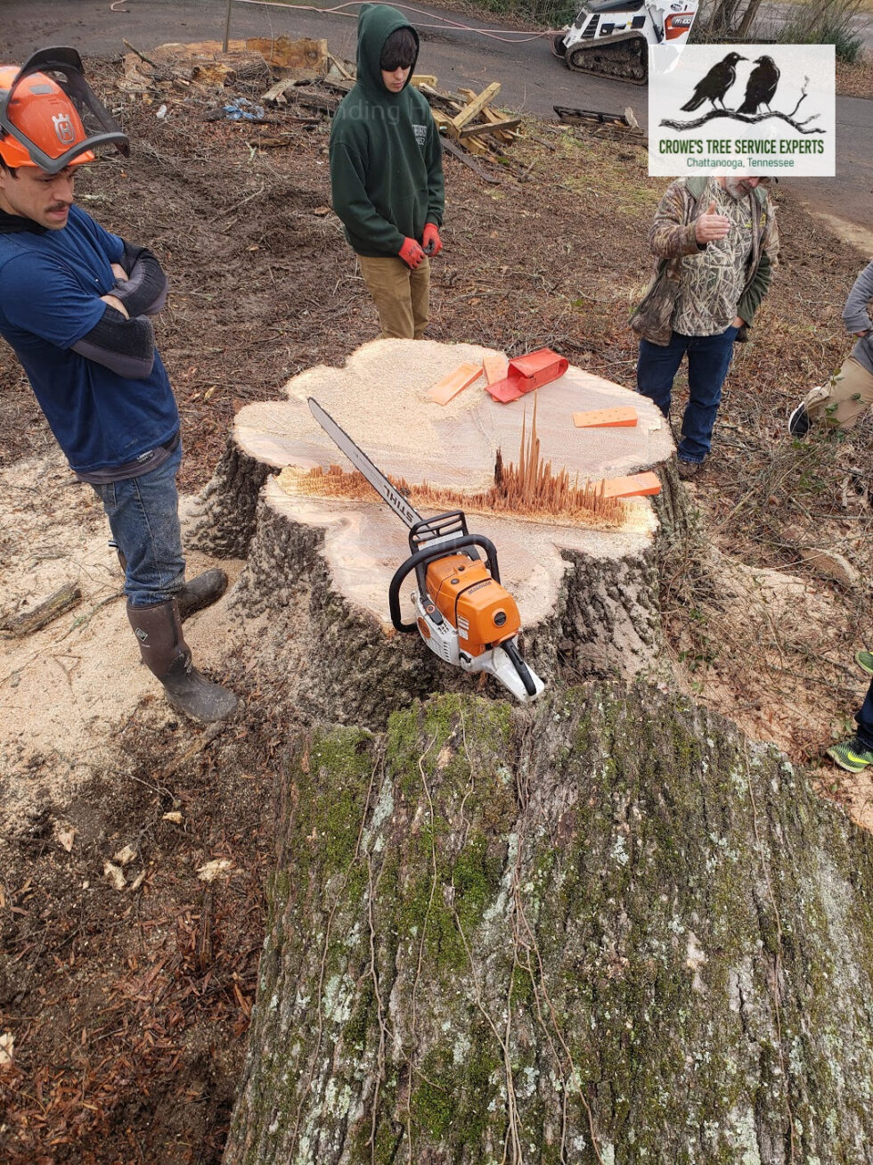 The Ultimate Guide to Stump Removal: Tips and Tricks | Crowe's Tree ...